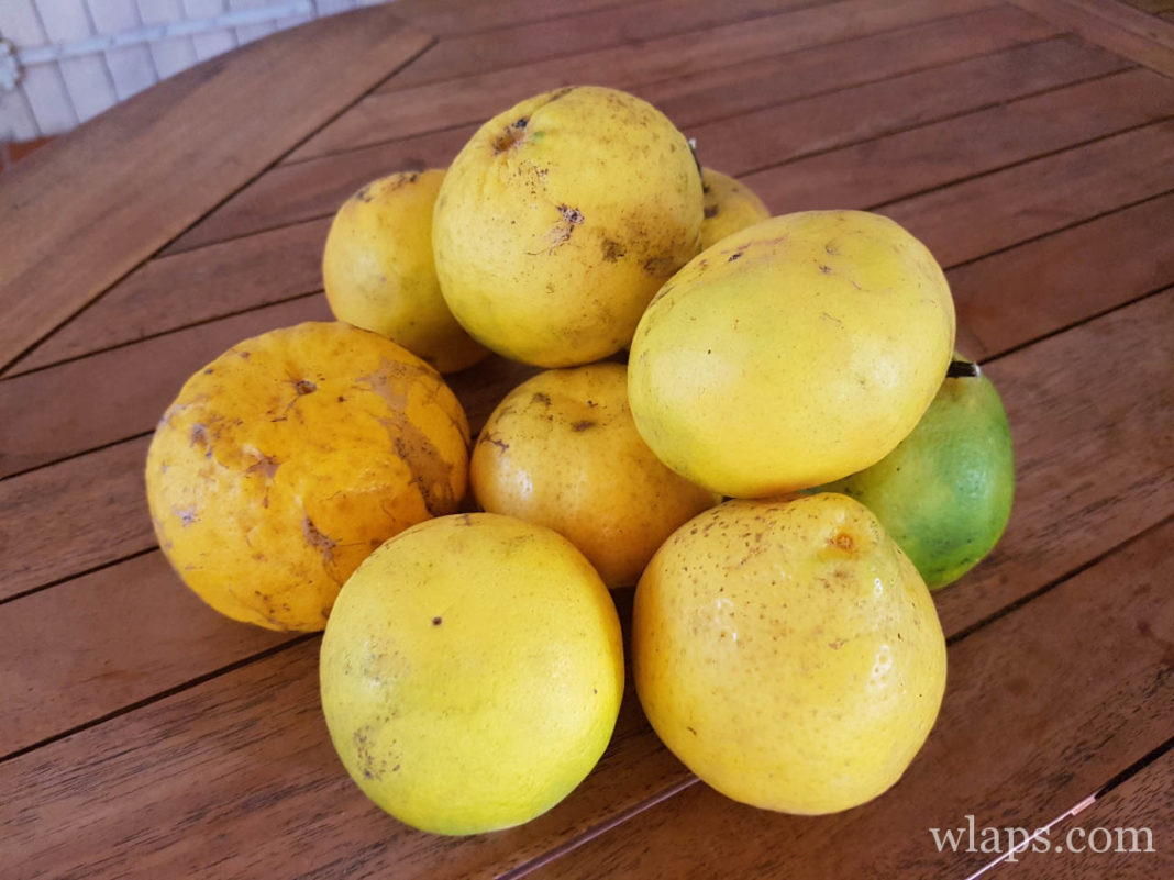 Quels sont les légumes et les fruits exotiques de Martinique ? - Wlaps
